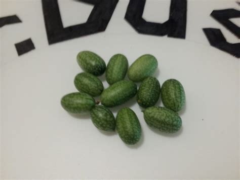 Krastavac Meksički Mini Cucamelon 50 Semenki 80155969