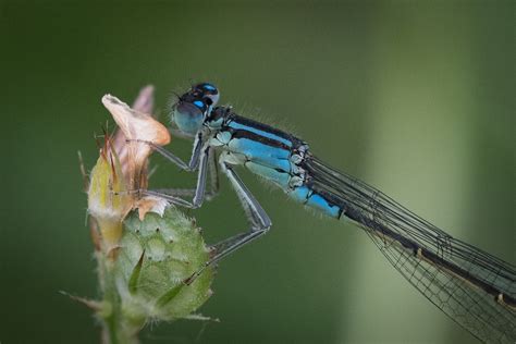 Libelle Forum Für Naturfotografen