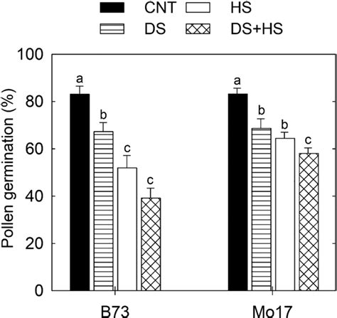 In Vitro Pollen Germination Of Maize Genotypes B73 And Mo17 Under