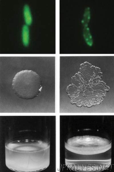 Evolution In The Lab Jpralves Net
