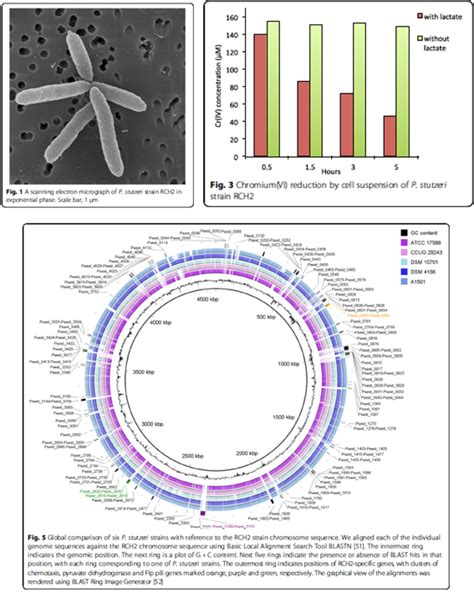Complete Genome Sequence Of Pseudomonas Stutzeri Strain Rch2 Enigma
