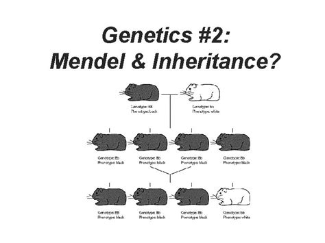 Genetics 2 Mendel Inheritance What Has Genes Genetics
