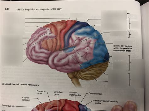 Lateral View Left Cerebral Hemisphere Diagram Quizlet