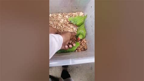 রিং নেক টিয়া পাখির বাচ্চা Youtube