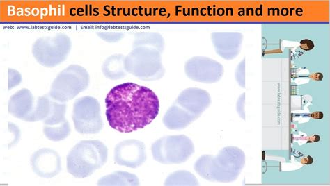 Basophils Definition Leukocyte Definition And Examples Biology