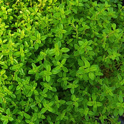 The Thyme Trio Exploring The Differences Between Variegated Lemon Le