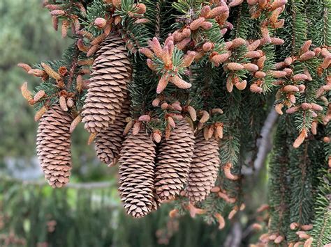 Norway Spruce Picea Abies Evergreen Tree Seeds For Planting Pixiseeds