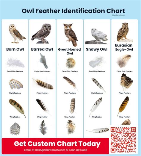 Types Of Bird Feathers Chart