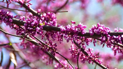 23 Different Redbud Tree Varieties For The Home Garden