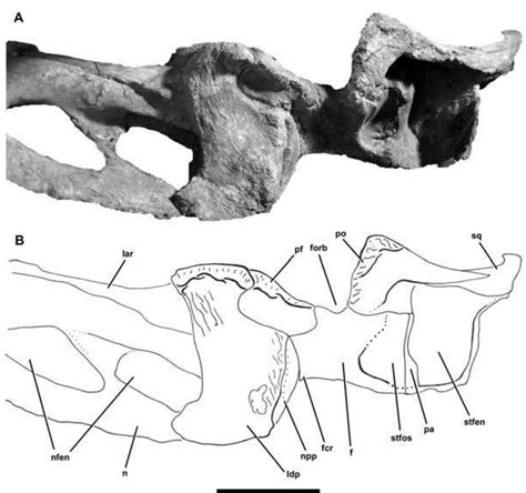 Cranial Crest Of Monolophosaurus Jiangi In Dorsolateral
