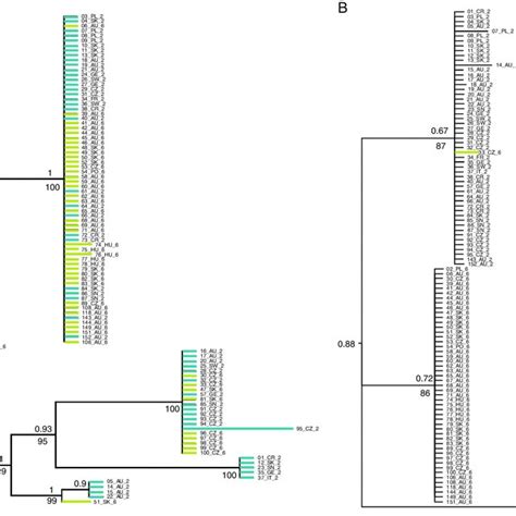 Bayesian Majority Rule Consensus Trees Obtained By Mrbayes From A