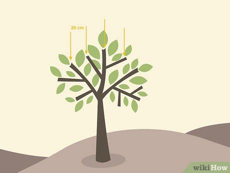 3 Ways To Prune A Cherry Tree WikiHow
