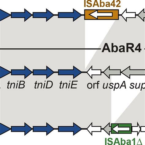 Genetic Structure Of Transposons Occupying The Comm Gene Of Complete L3 Download Scientific