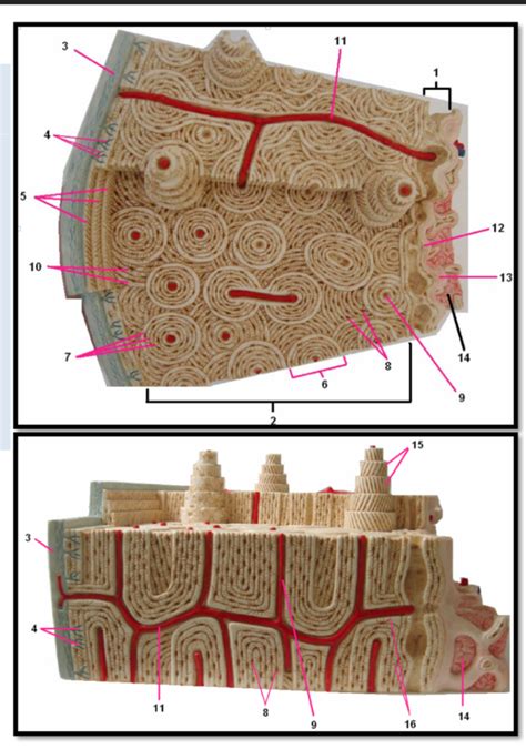 Bone Histology Model Diagram Quizlet