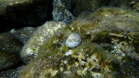 Turbinate Monodont Phorcus Turbinatus Shell Undersea Aegean Sea Greece Santorini Island