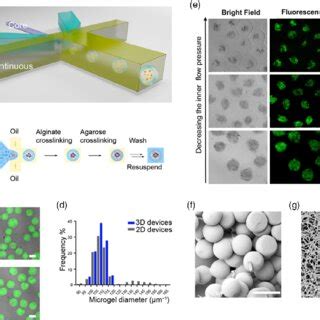 A Schematic Illustration Of The Microfluidic Flow Focusing Droplet Download Scientific Diagram