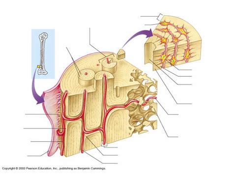 Microscopic Image Of Bones Diagram Quizlet