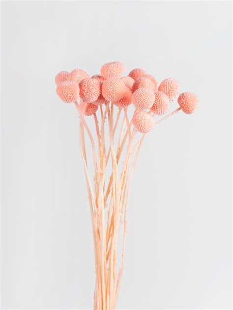 Краспедія стабілізована світло рожева купити в Україні за низькою ціною • Dfb Elements