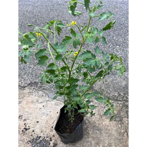 Tomato Ceri Tahan Panas 🍅 Cepat Berbuah Shopee Malaysia
