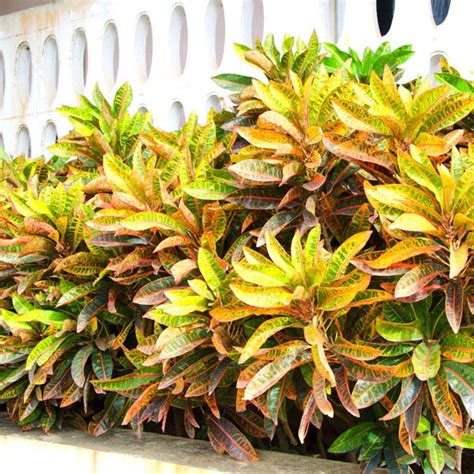 Croton Outdoors Codiaeum Variegatum My Garden Life
