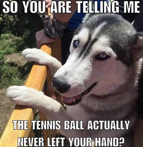 35 Best Siberian Husky Memes Of All Time Artofit