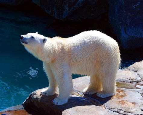 Free photo: Bear, Polar, Polar Bear, Nature - Free Image on Pixabay ...