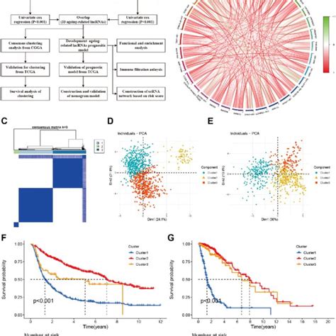 Molecular Classification Based On Aging Related Lncrnas A The Flow Download Scientific