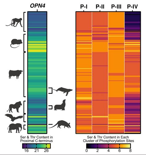 Figure 5 From Evolutionary Constraint On Visual And Nonvisual Mammalian