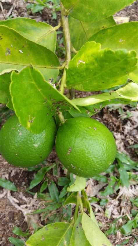 Warisan Petani Pokok Limau Nipis