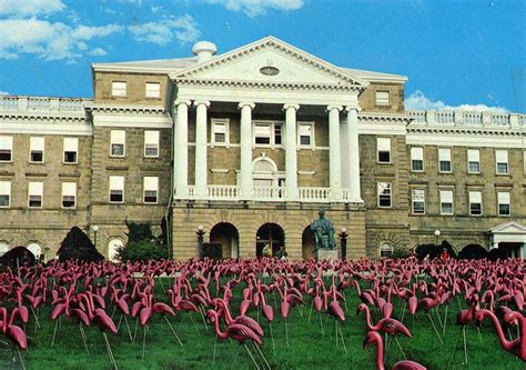 Flamingos T3r 1984 First Day Of College Spring Vacation Student