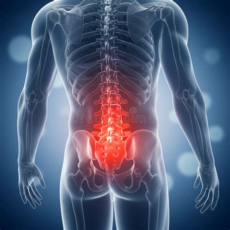 Lower Back Pain Anatomy Illustration Of The Lumbar Spine With