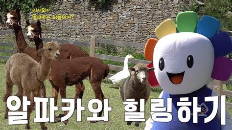 코로나로 지친 일상 알파카와 함께 힐링하기 Youtube