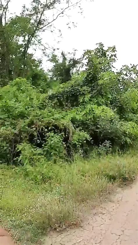 Thai Man Bj And Cum Swallow Outside In Mouth 132 Gay Porn Xhamster