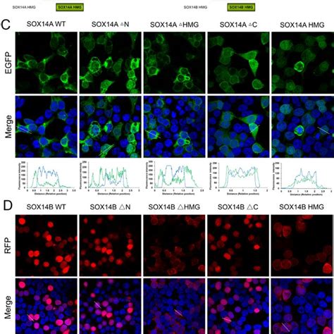 General Overview Of The Major Sox Transcription Factors Involved In