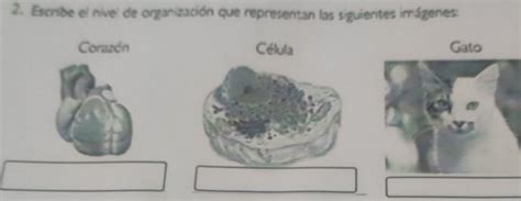 2 Escribe El Nivel De Organización Que Representan Las Siguientes