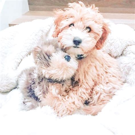 골든두들 입양 미용 미니 크기 네이버 블로그