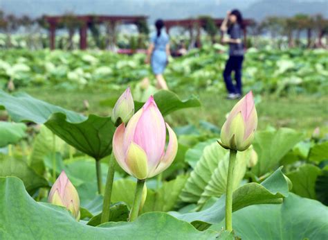시흥시 은은한 연꽃 향기 피어오르는 ‘연꽃테마파크