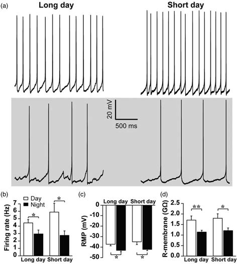 Neuronal Electrical Activity And Passive Membrane Properties Of Scn