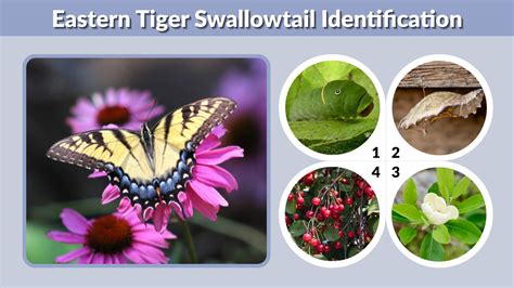 Eastern Tiger Swallowtail Identification Habitat And Lifecycle