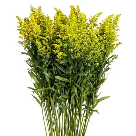 Yellow Solidago Goldenrod Fresh Markham Bulk Flowers