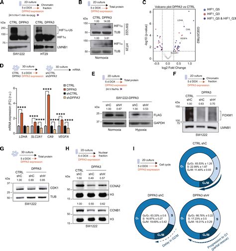 dppa3 hif1α axis controls colorectal cancer chemoresistance by imposing