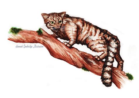 The Backlass Project On Behance