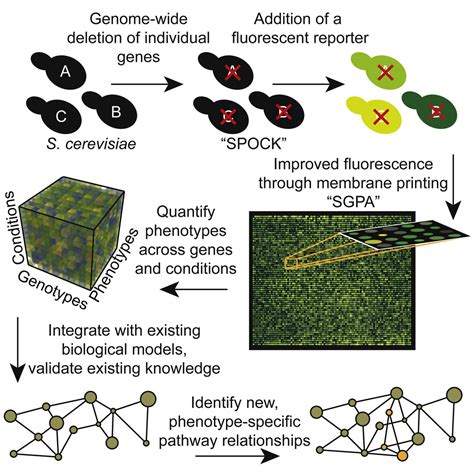 Systematic Gene To Phenotype Arrays A High Throughput Technique For Molecular Phenotyping