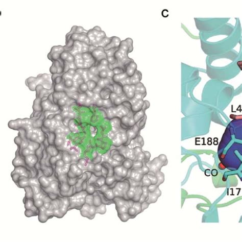 Determination Of Dynamic Cross Correlation Matrices Dccms Based On
