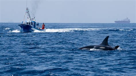 Orcas Sink Another Boat Near Iberia Worrying Sailors Before Summer