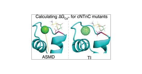 Computational Exploration And Characterization Of Potential Calcium Sensitizing Mutations In