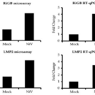 Example Of Genes Used For The Validation Of The Microarray Data Download Scientific Diagram