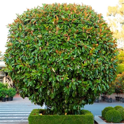 Magnolia Grandiflora St Mary Warners Nurseries