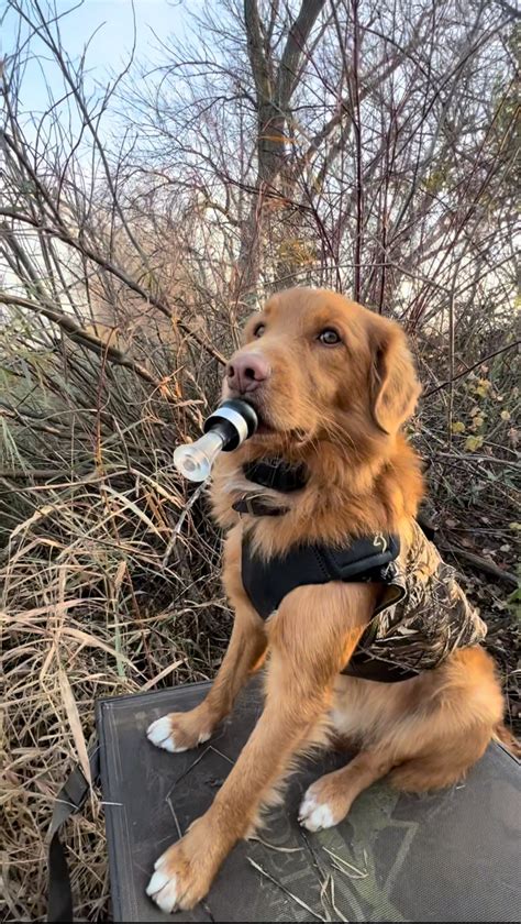 Lil Guy Might Catch Monsters Spro Kgb Lil Guy ⬇️ When The Bite Gets Tough The Kgb Lil Guy