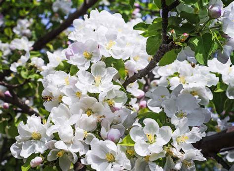 Pommier d'ornement, pommier à fleurs : plantation, taille et entretien